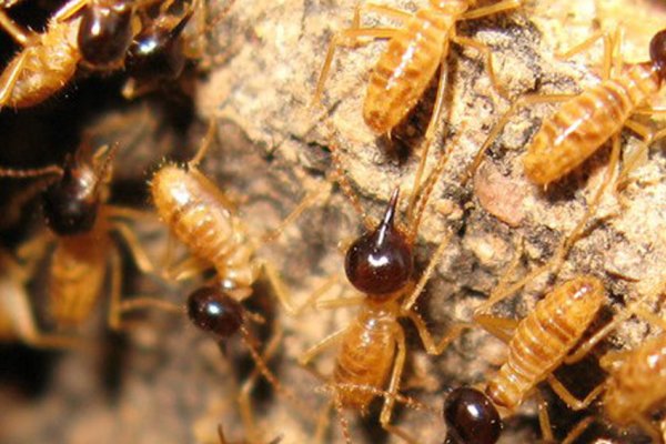 O que é um Cupim de Madeira e Como Evitá-lo?